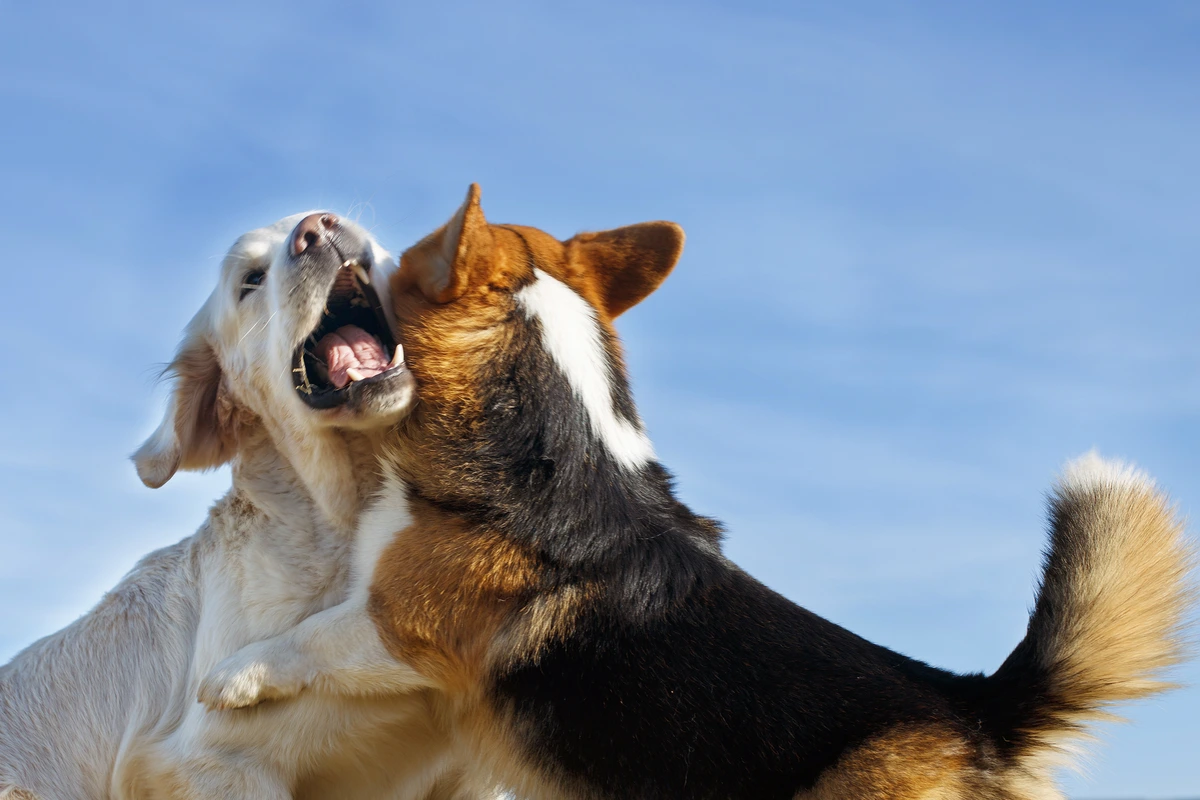 Florida Dog Bite Lawyer | JustCallMoe Injury and Accident Attorney